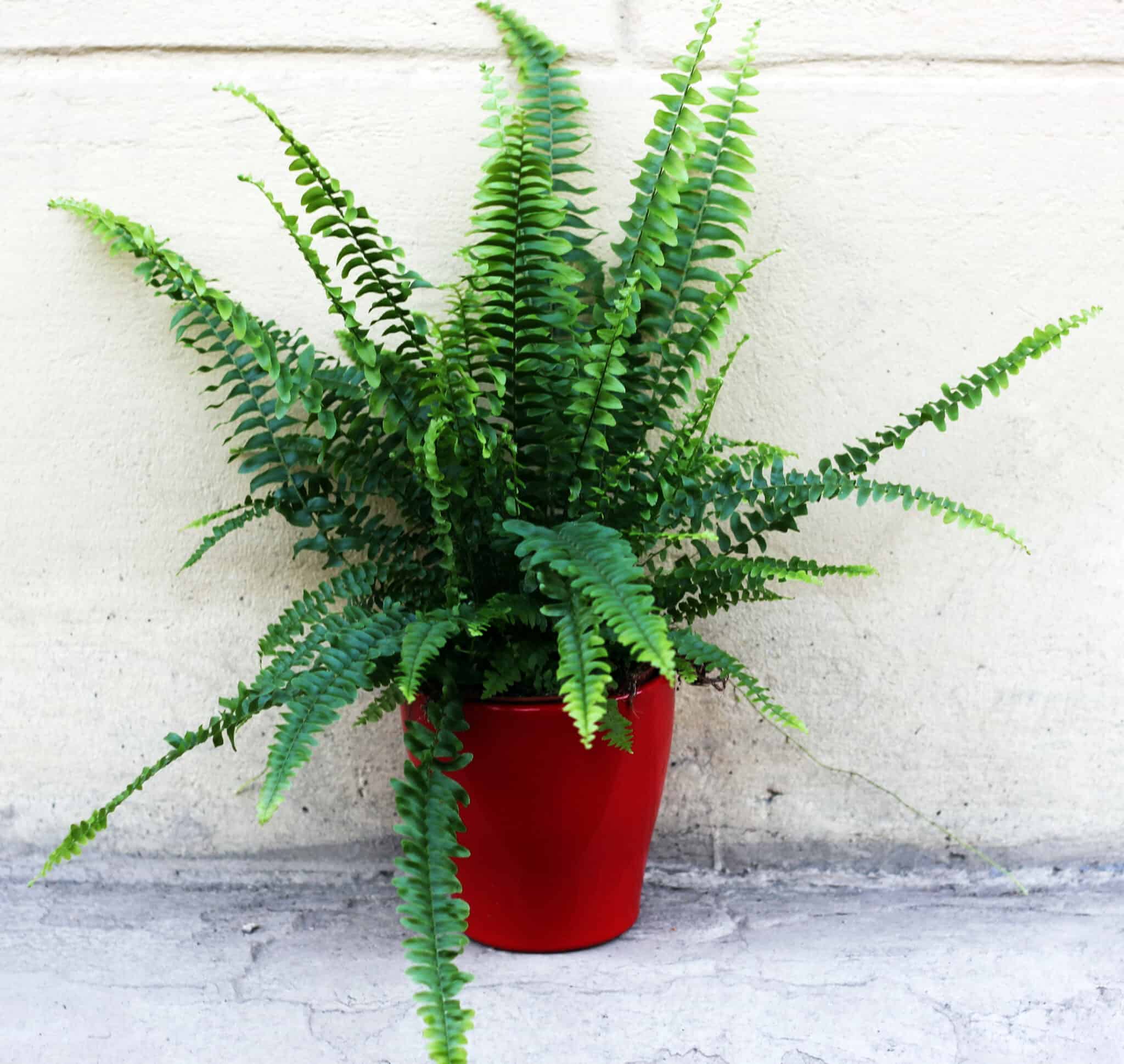 Boston Fern vs. Sword Fern: Two Similar Plants Often Confused