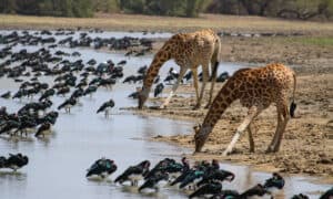 7 Types of Ruminant Animals With Pictures - A-Z Animals