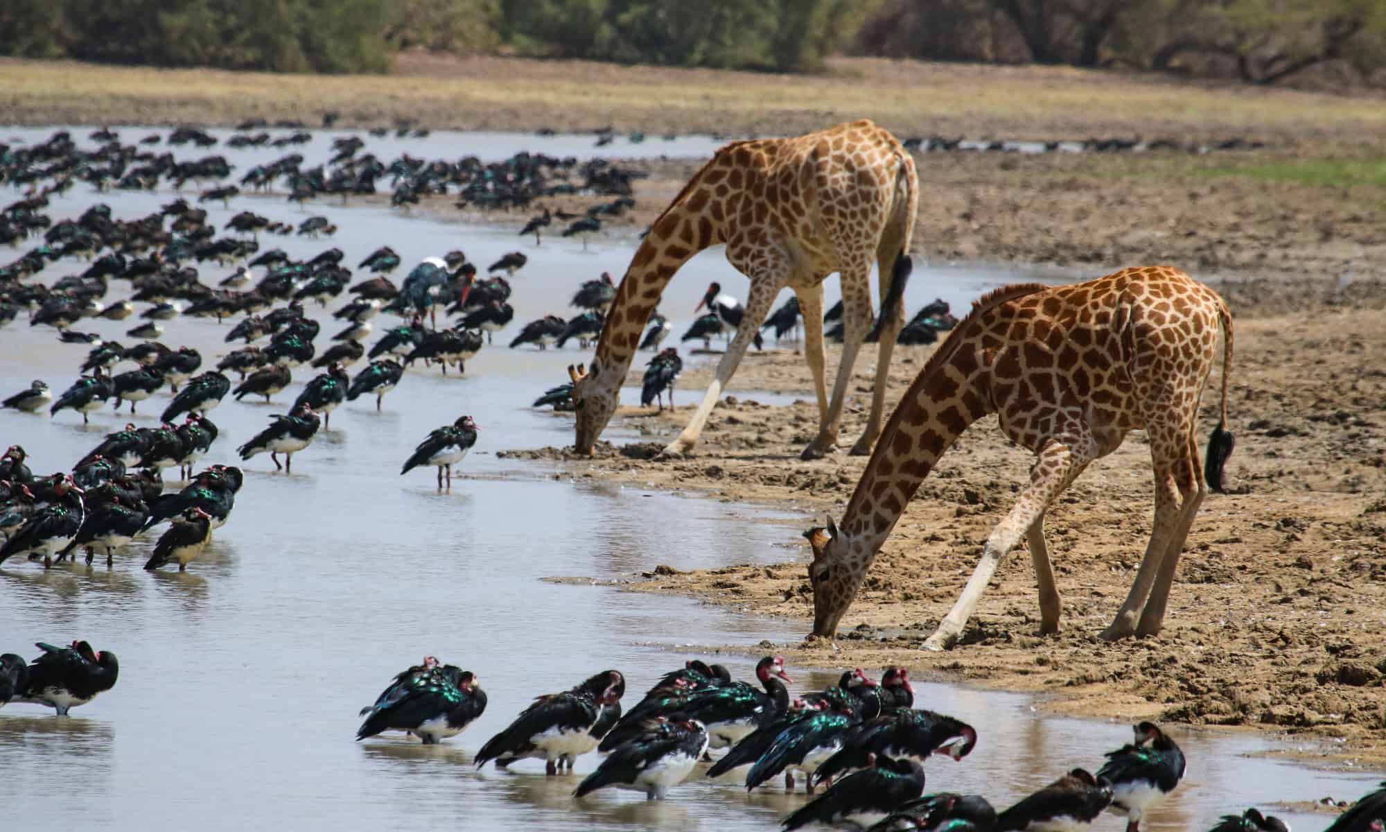 7 Types of Ruminant Animals With Pictures - A-Z Animals