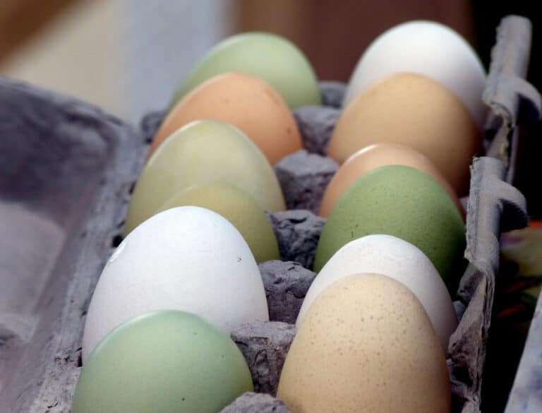 Discover 5 Different Colors Of Chicken Eggs (Rarest to Most Common) - A ...