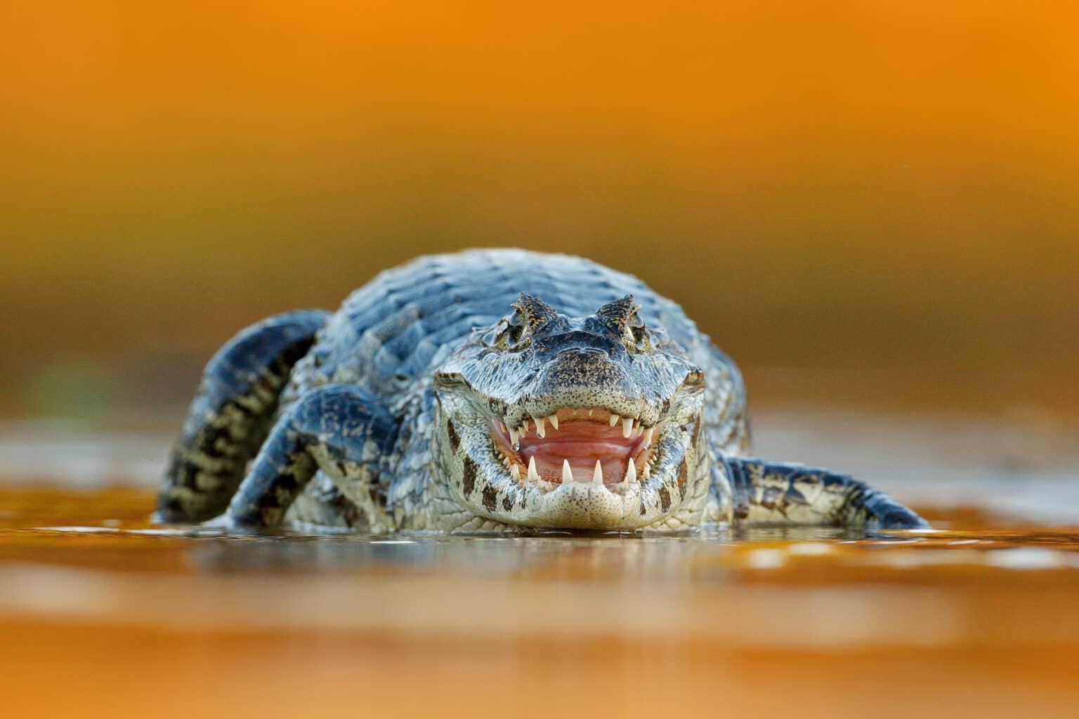 Caiman Animal Facts - Caiman crocodilus, Melanosuchus niger, Caiman ...