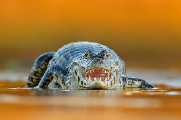 Caiman Animal Facts - Caiman crocodilus, Melanosuchus niger, Caiman ...