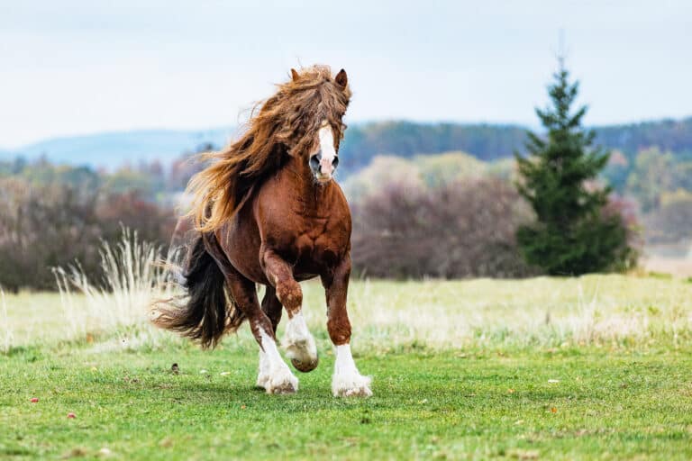 11 Traits To Look For When Choosing A Trick Riding Horse - A-Z Animals