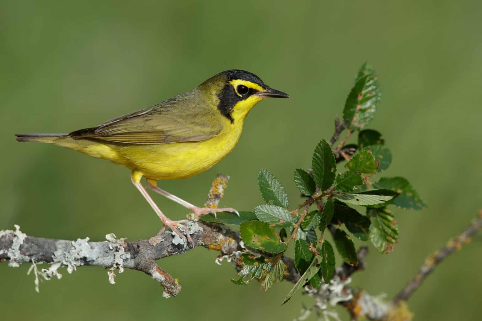 Kentucky Warbler Animal Facts - Geothlypis formosa - A-Z Animals