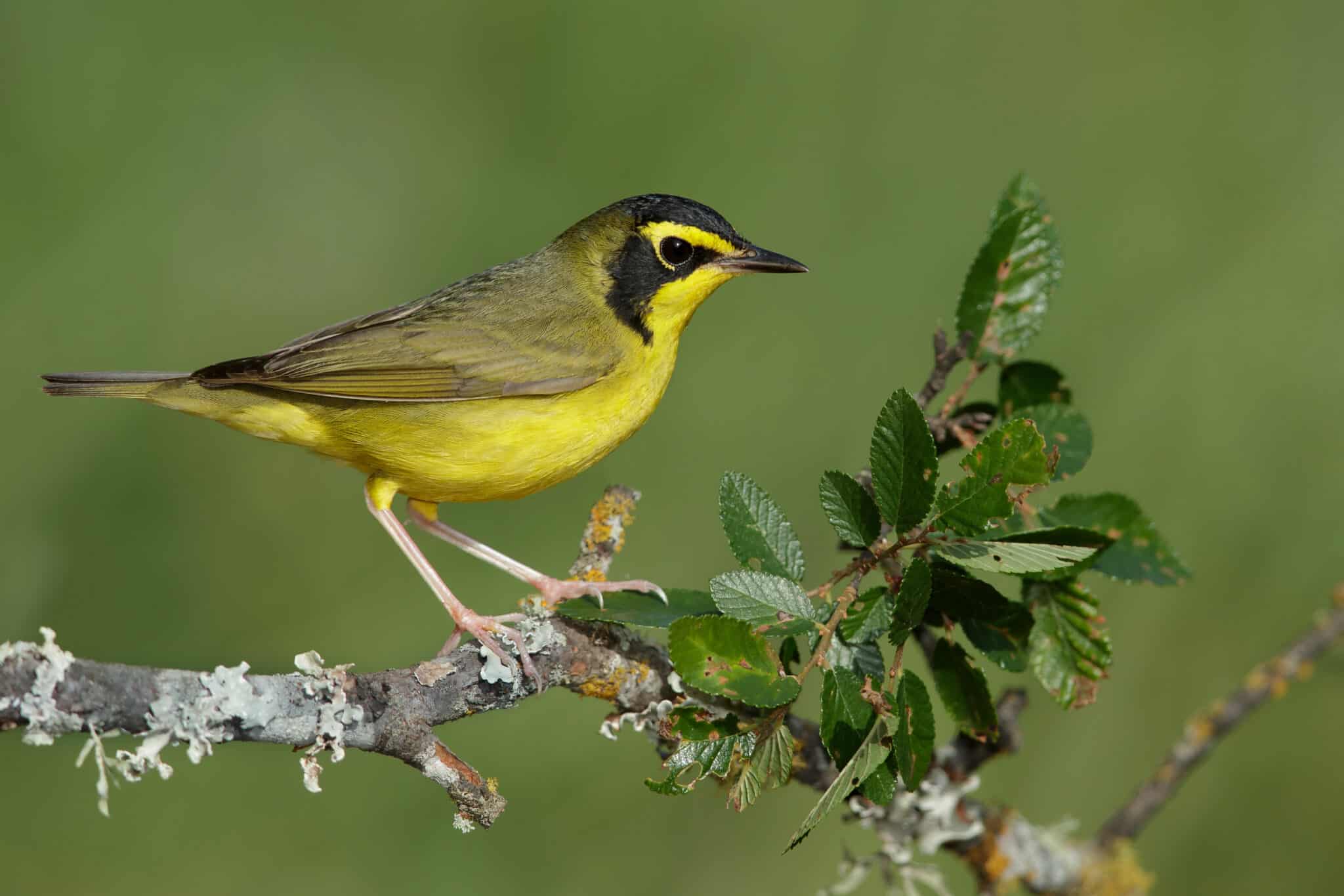 Kentucky Warbler Animal Facts - Geothlypis formosa - A-Z Animals
