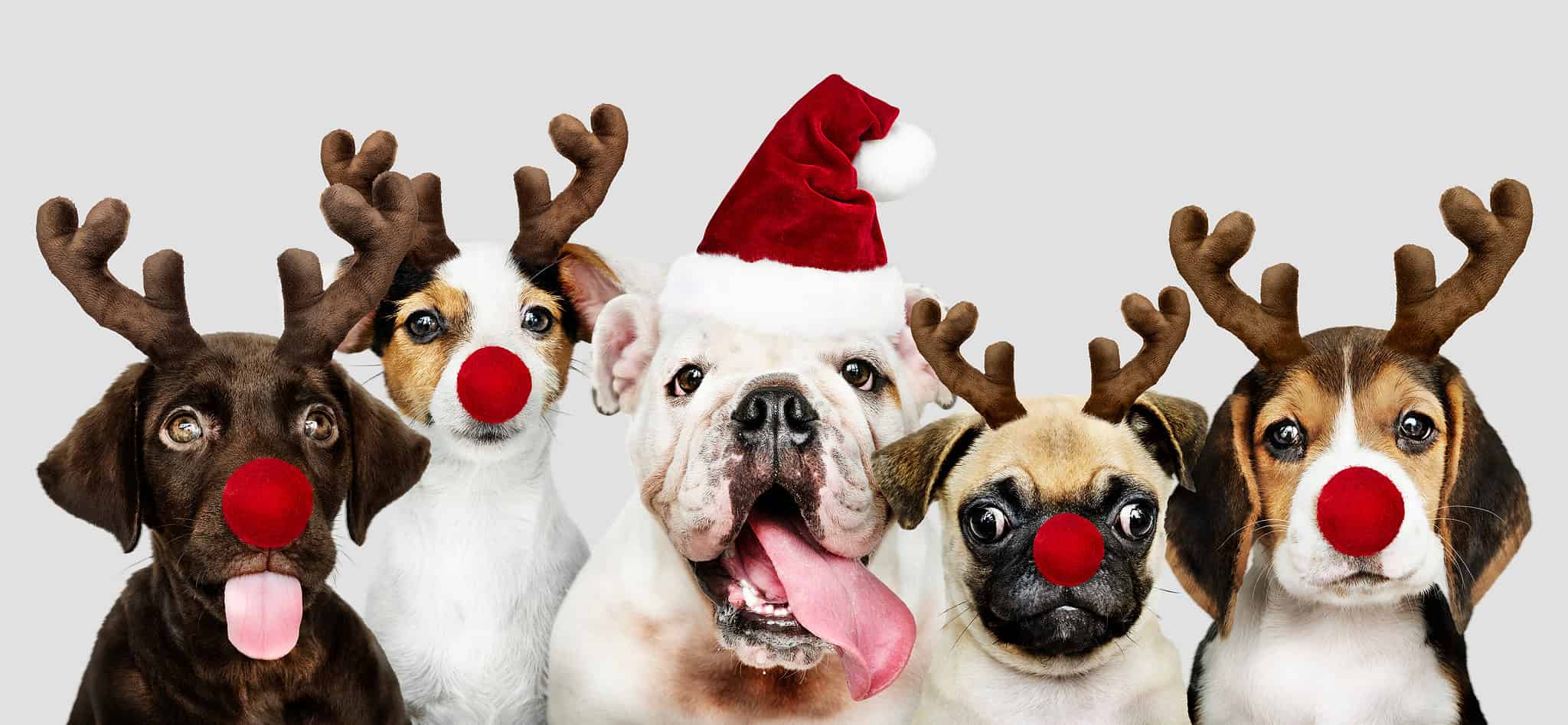 The 200+ Best Christmas Dog Names - A-Z Animals