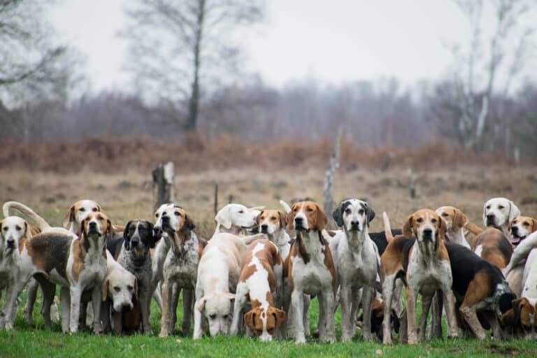 Groups of Animal Names: The Big List of Collective Nouns - A-Z Animals