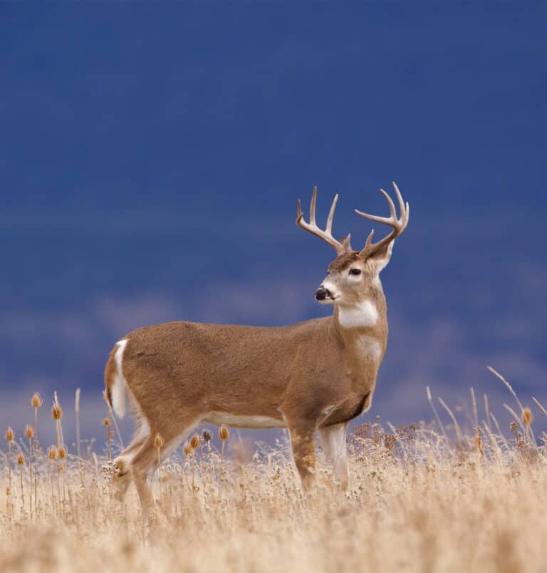 The 'Weigh' You Are: The Heaviest Whitetail Deer on Record - A-Z Animals