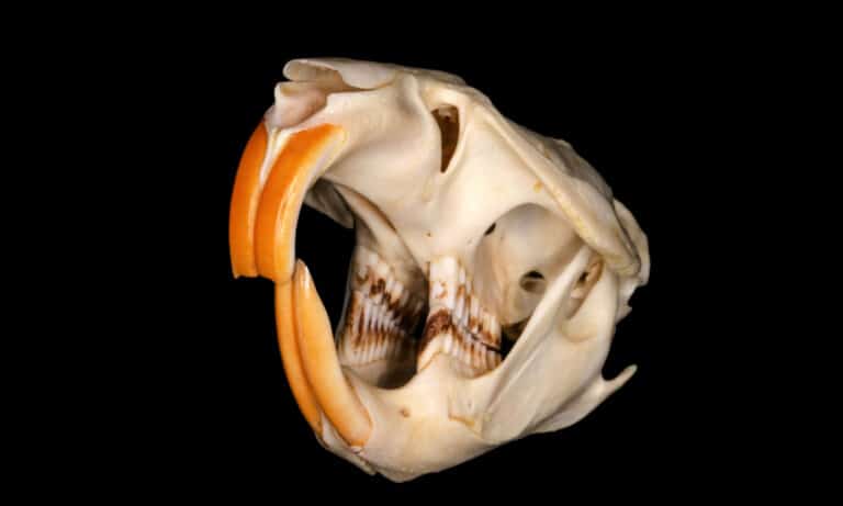 Muskrat Teeth: Everything You've Ever Wanted To Know - A-Z Animals