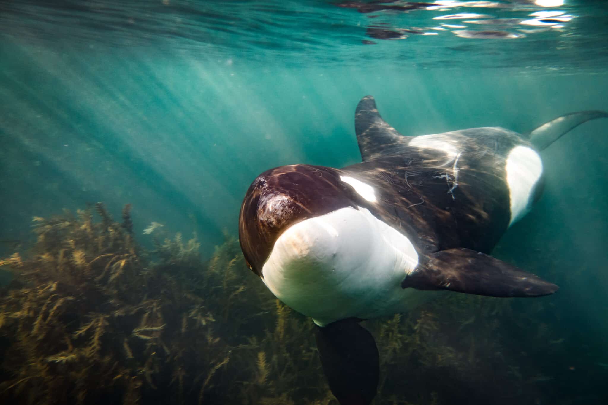 Dolphin Predators: These 6 Animals Kill and Eat Dolphins - A-Z Animals