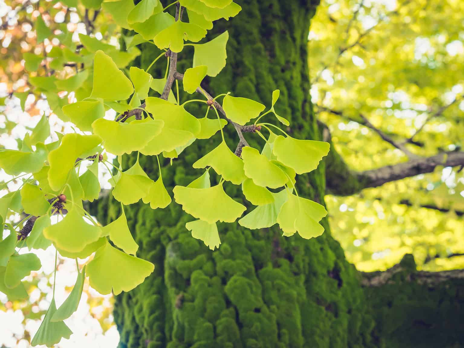 Discover the Oldest Ginkgo Tree in the World - A-Z Animals