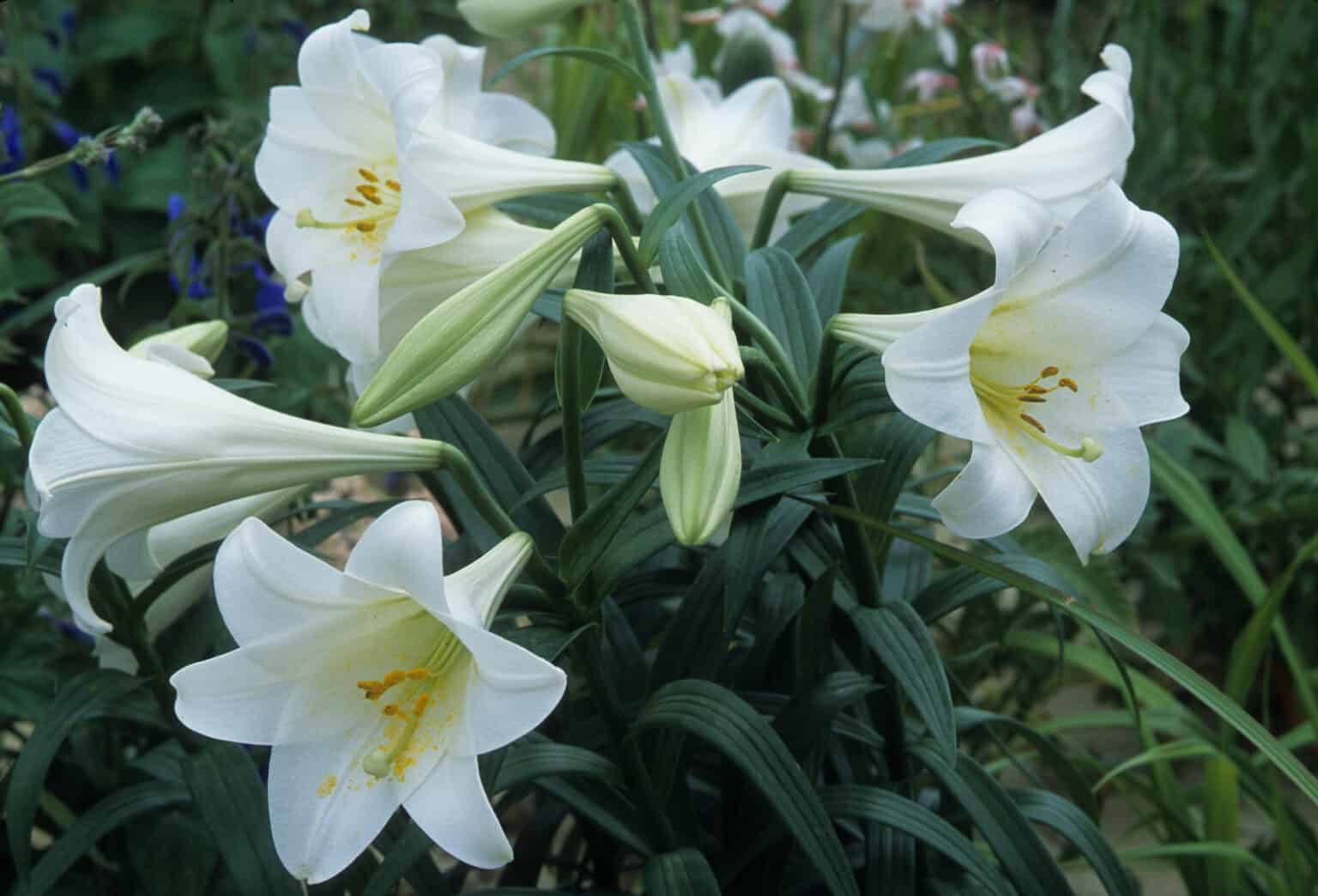 Easter Lily vs. Peace Lily - A-Z Animals