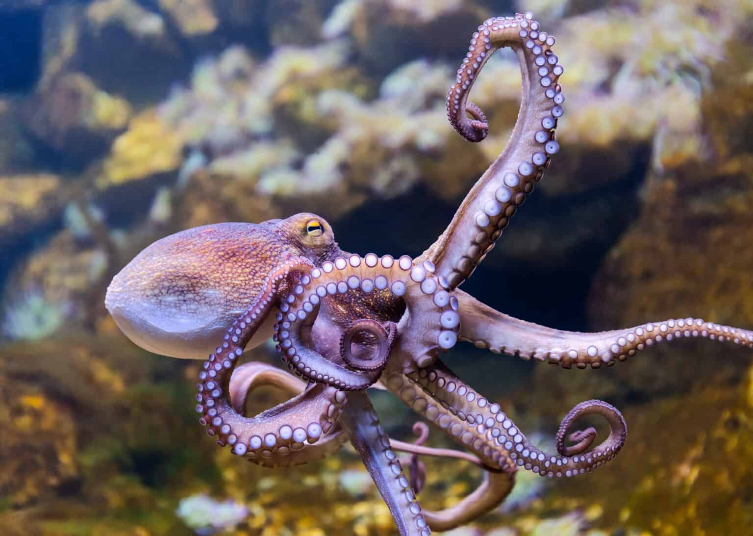 Do Octopuses Have Ink Like Squids? - A-Z Animals