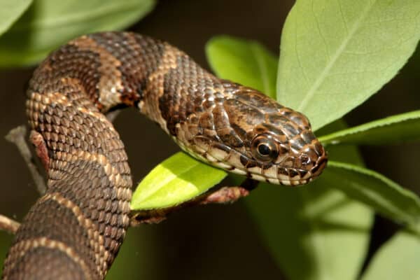 Snake Animal Facts - Serpentes - A-Z Animals