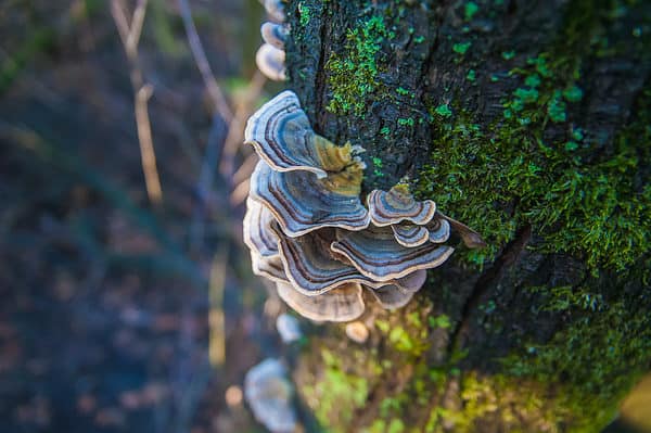 Discover 22 Amazing Types of Rare Mushrooms - A-Z Animals