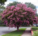 14 Beautiful Pink Flowering Trees in Florida - A-Z Animals