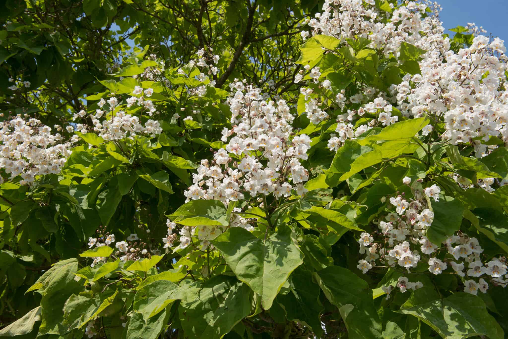 Northern Catalpa vs. Southern Catalpa - A-Z Animals