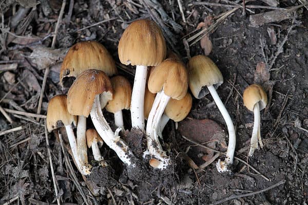 10 Wild Mushrooms Found in Spring - A-Z Animals
