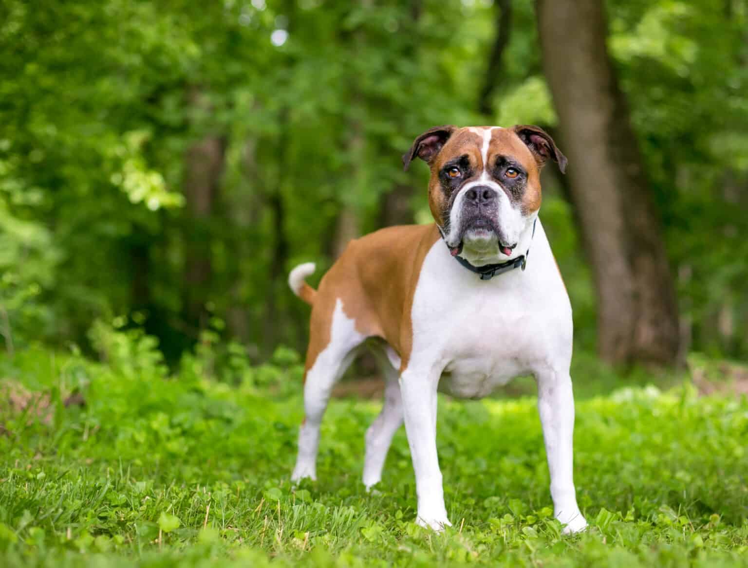 Boxer Mix Animal Facts - Canis lupus familiaris - A-Z Animals