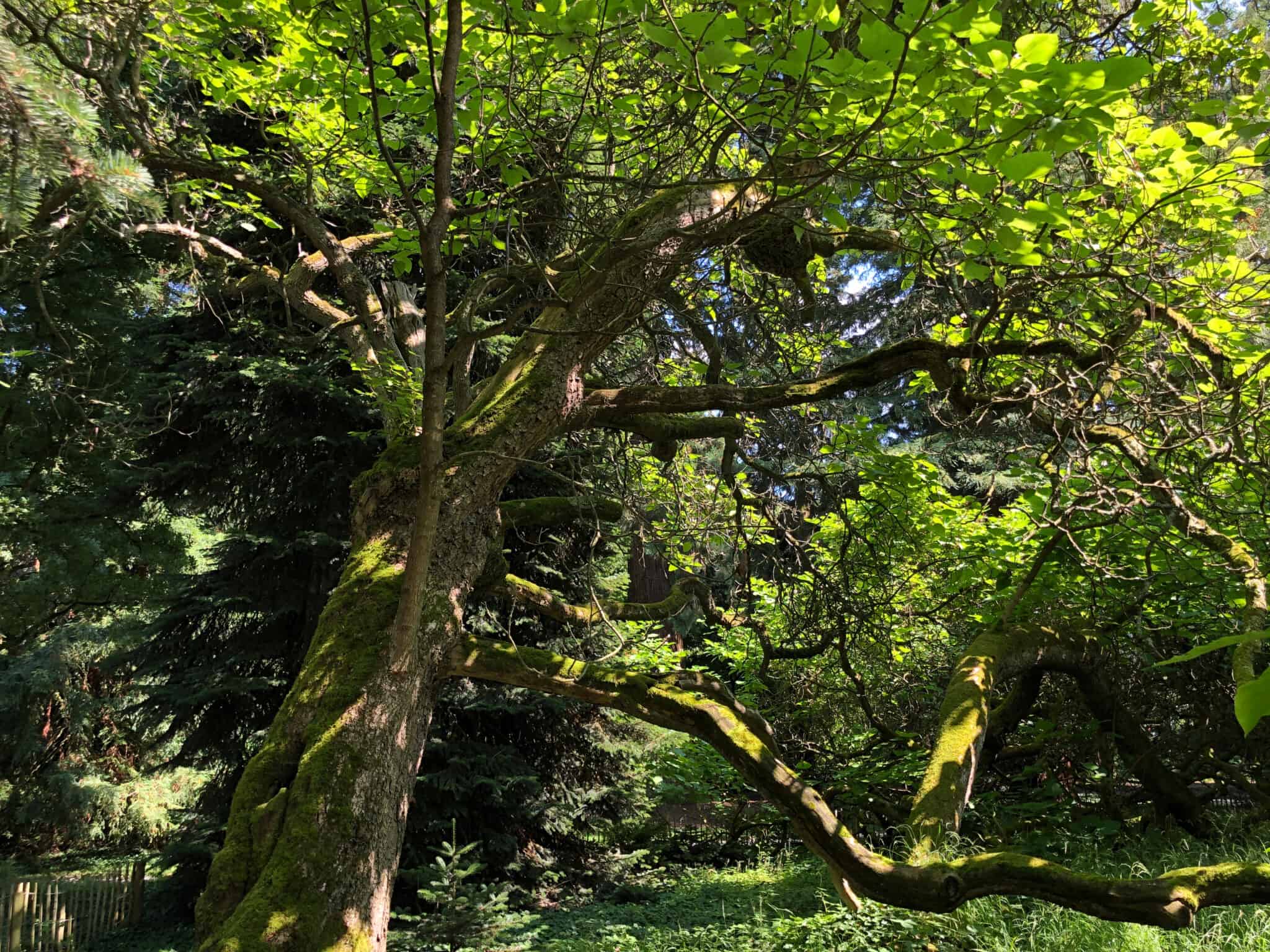 Northern Catalpa vs. Southern Catalpa - A-Z Animals