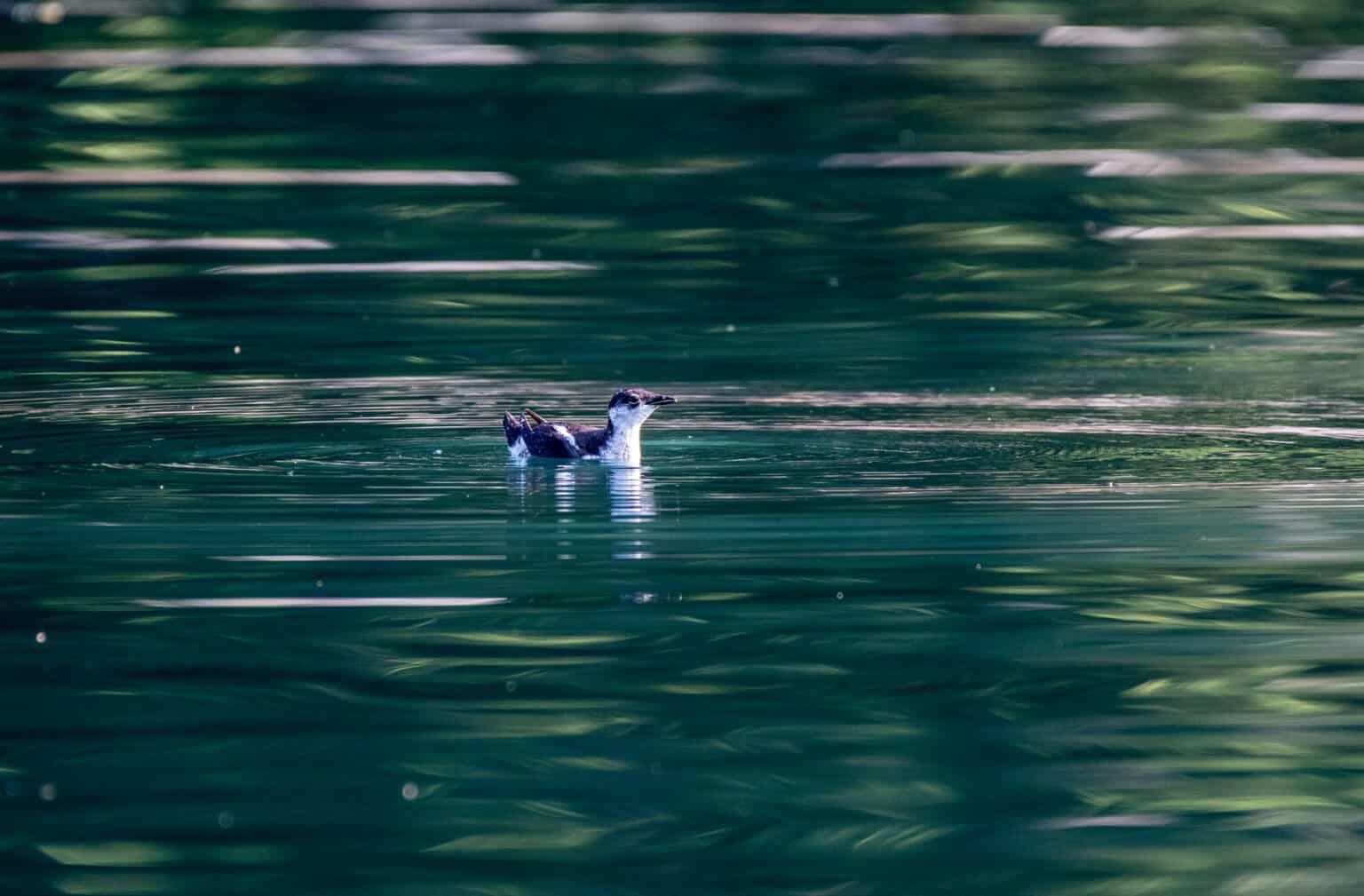 What Lives at the Bottom of the Puget Sound? - A-Z Animals