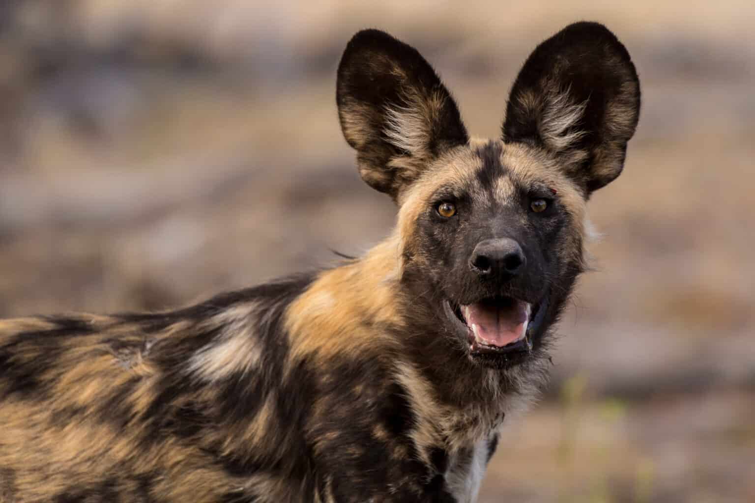 Are African Wild Dogs Endangered (And How Soon Will They Go Extinct ...