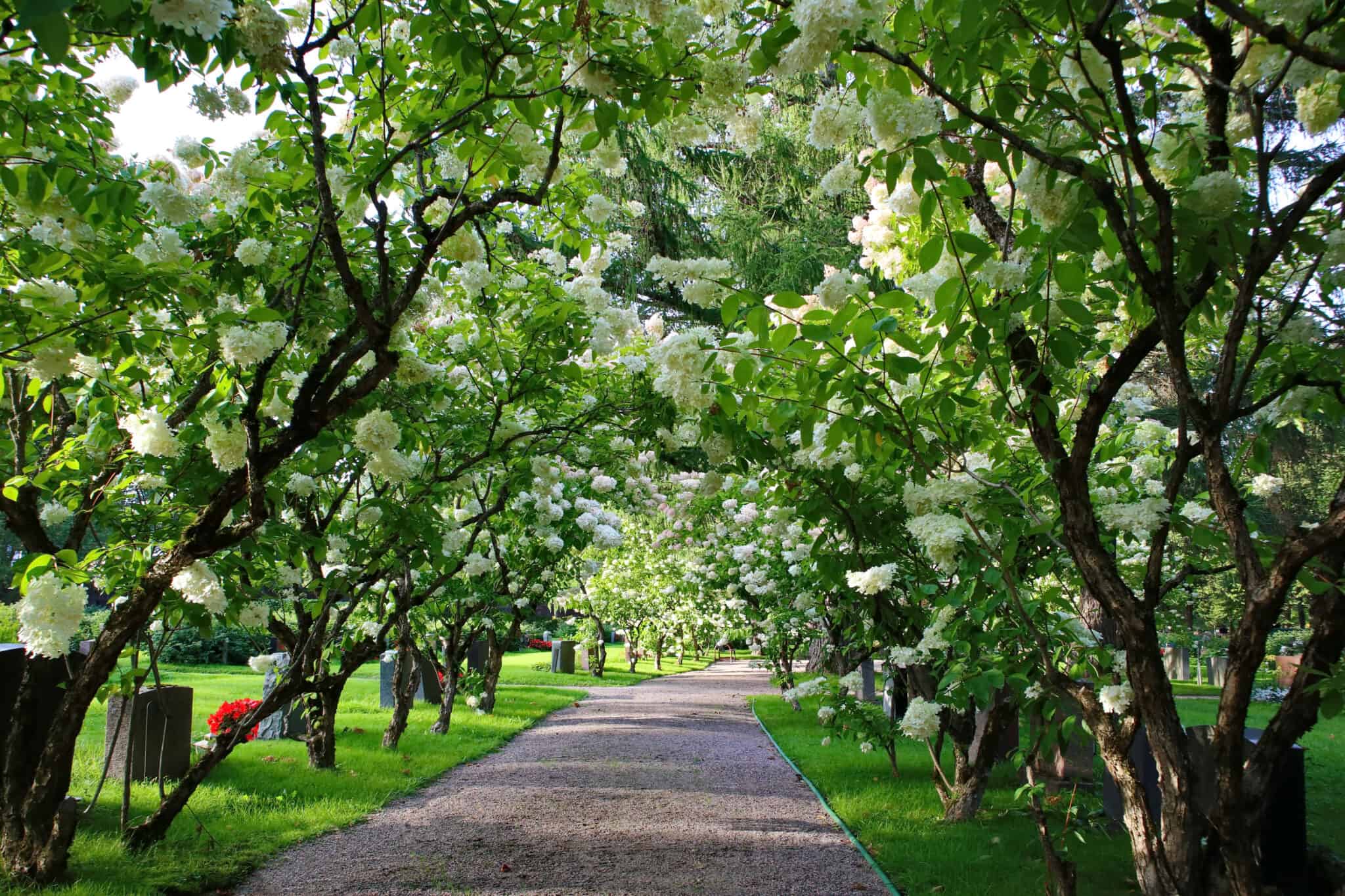 Limelight Hydrangea Shrubs vs. Limelight Hydrangea Trees