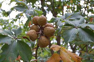 12 Beautiful Trees Native To Ohio - A-Z Animals