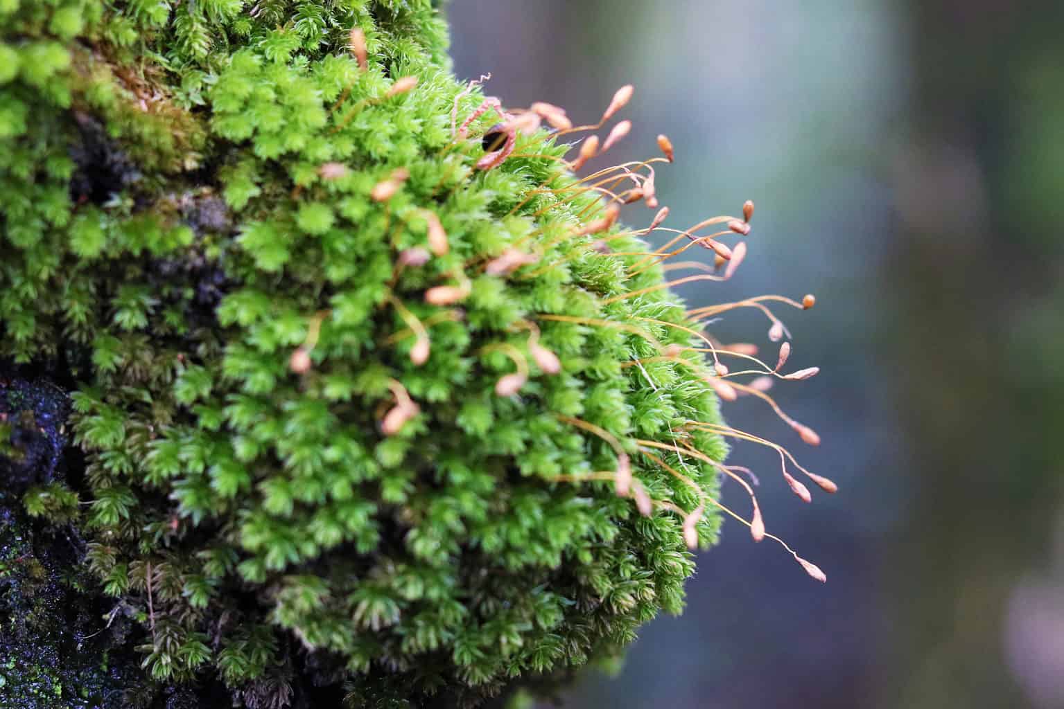 Scotch Moss vs. Irish Moss - A-Z Animals