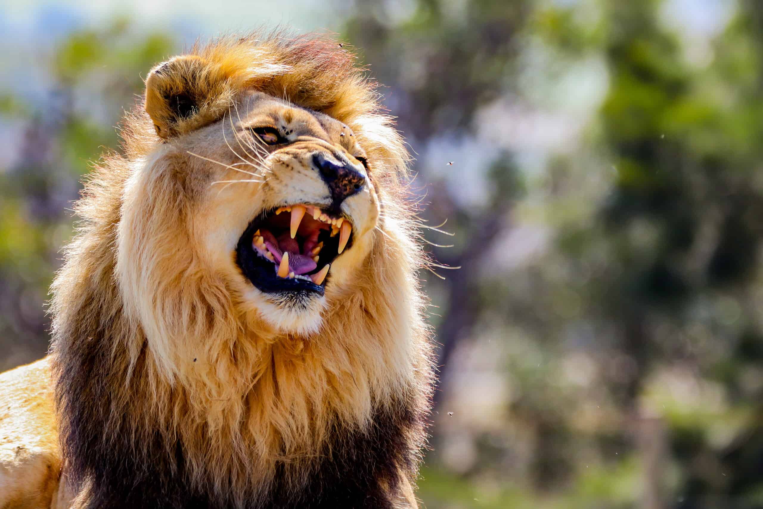 Hd Lion Roaring