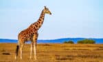 12 Types of Large Land Animals - A-Z Animals