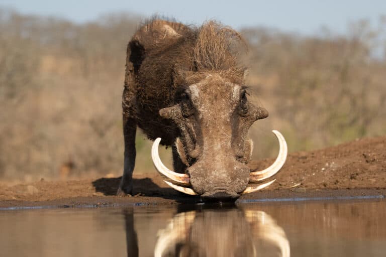 Tusk