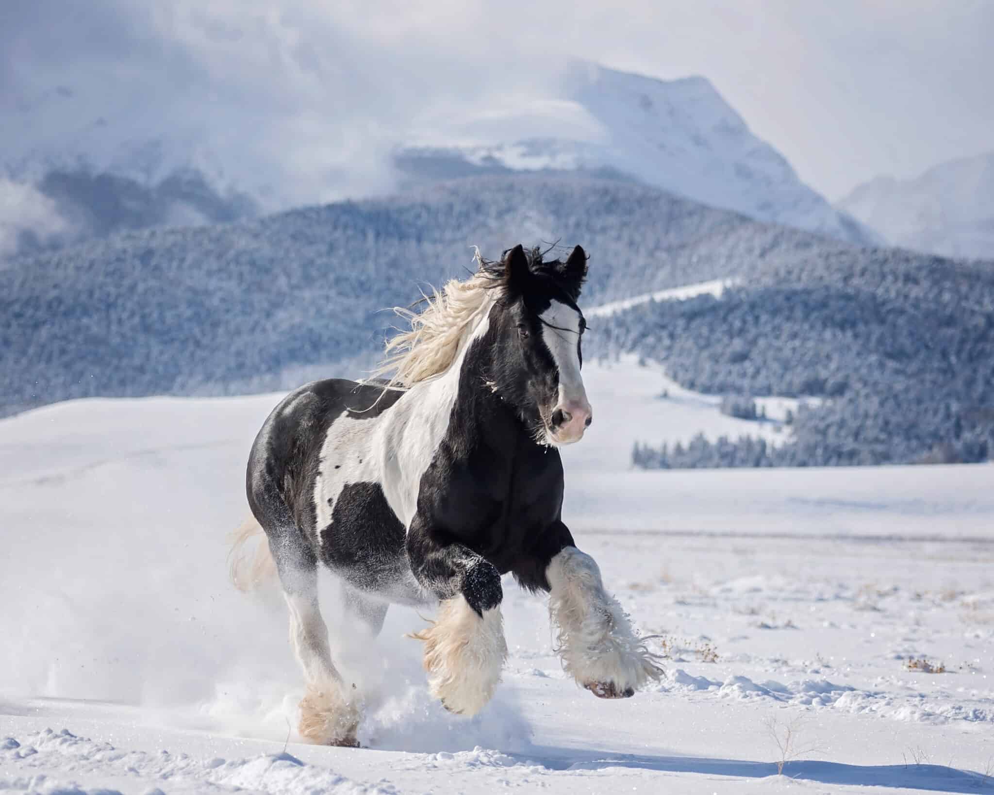 Meet The 12 Cutest Horses In The World - A-Z Animals Slideshows