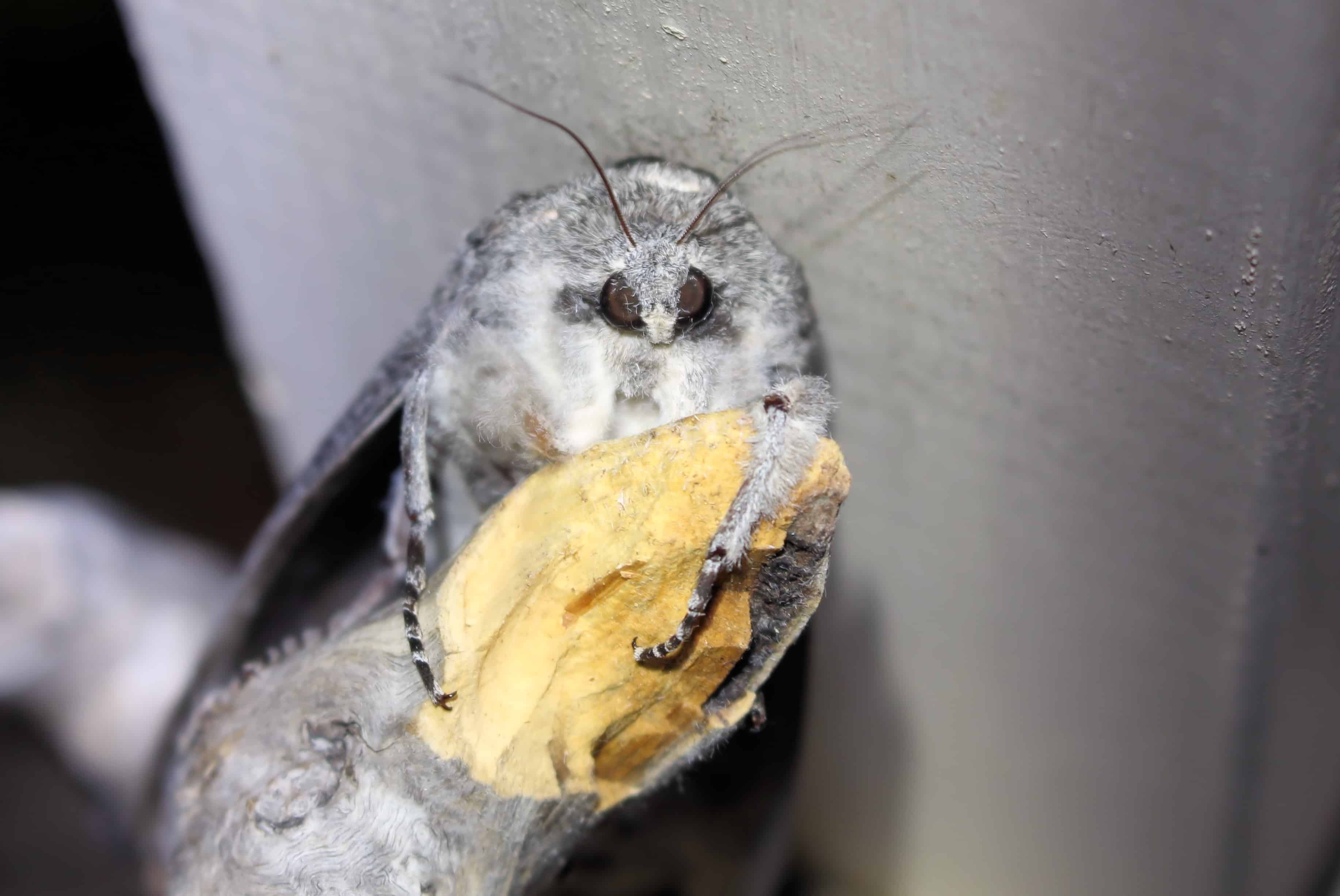 This Moth's Wingspan is Nearly a Foot Wide - A-Z Animals
