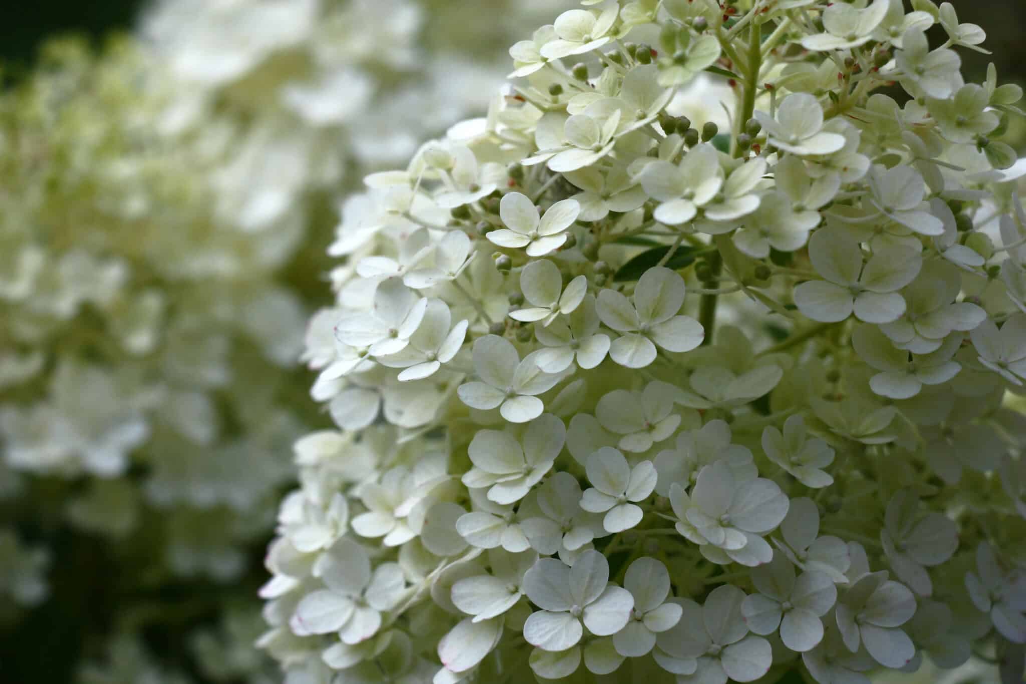 Little Lime vs. Bobo Hydrangea: Are They Different? - A-Z Animals