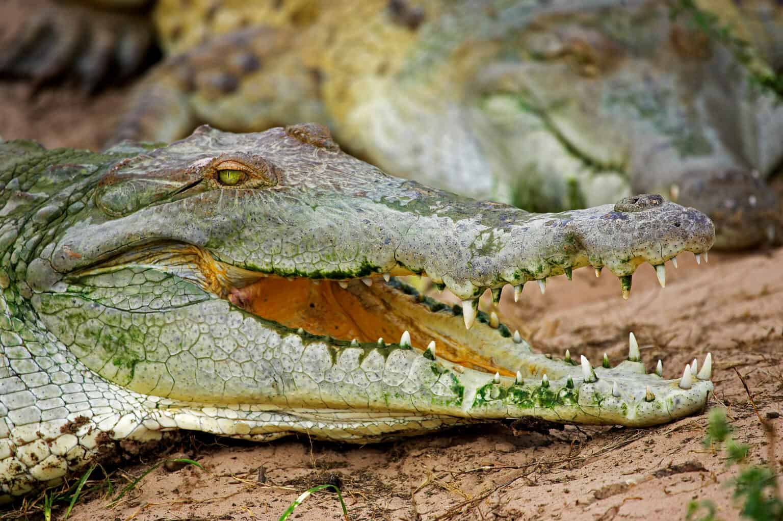 The Most Massive Reptiles on Earth - A-Z Animals Slideshows