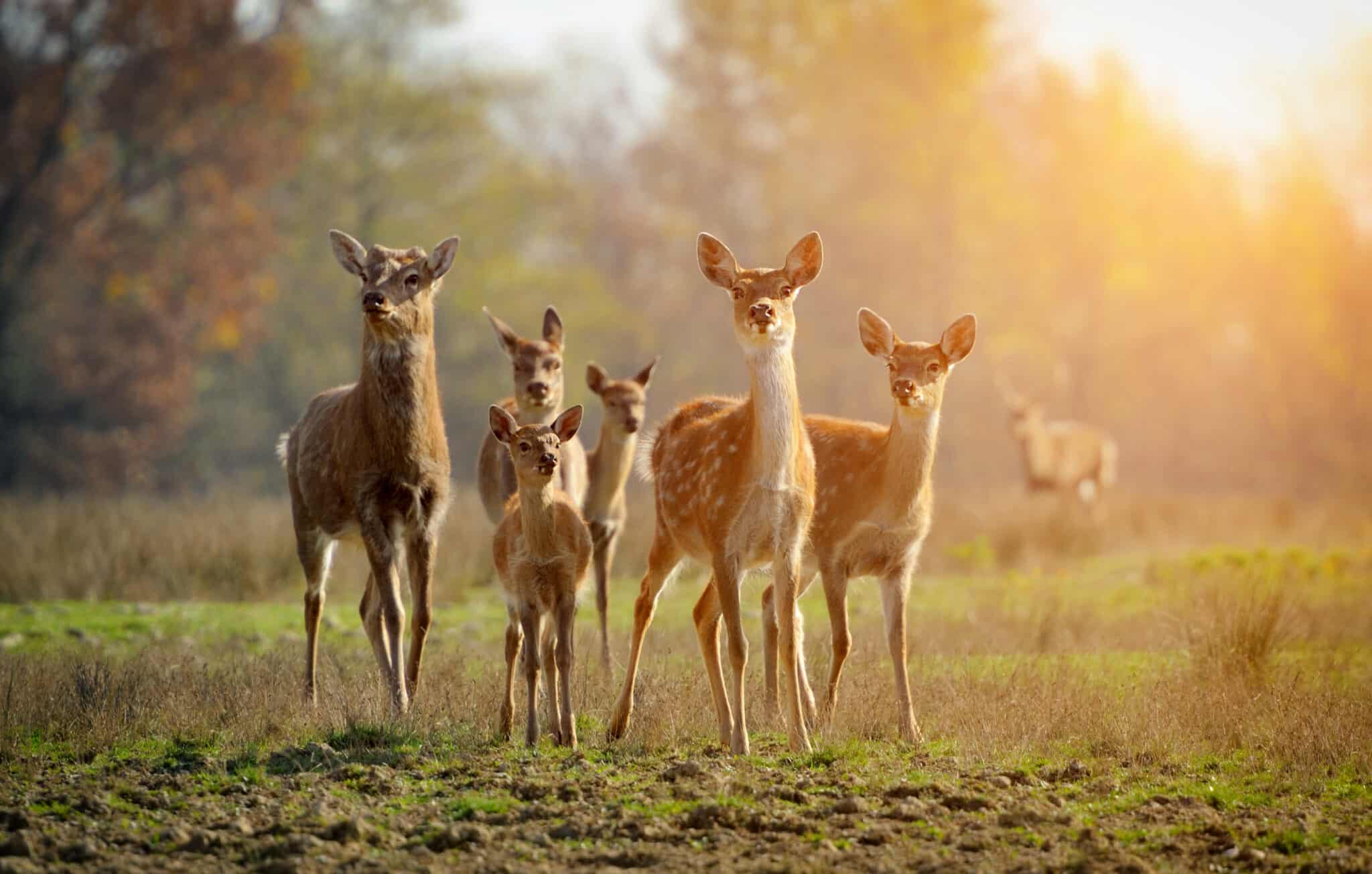 Deer Animal Facts - Cervidae - A-Z Animals