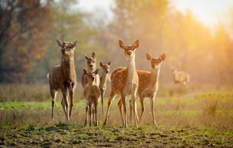 Deer Population by State: How Many Deer Are in the U.S.? - A-Z Animals