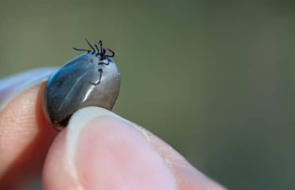 How Big Can Ticks Get? - A-Z Animals