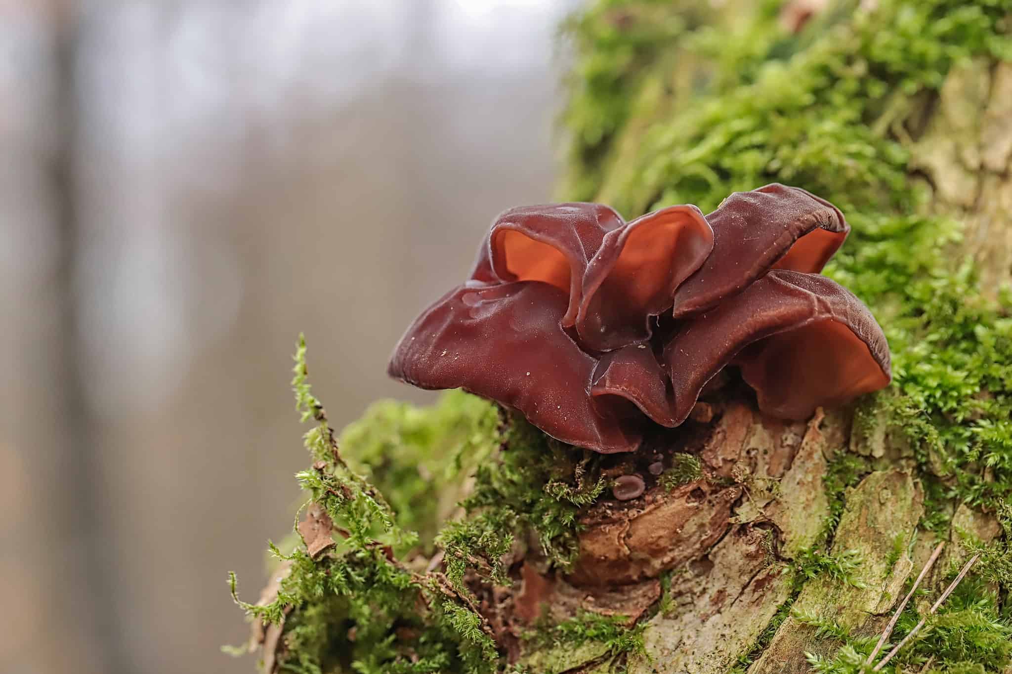 10 Wild Mushrooms Found in Spring - A-Z Animals