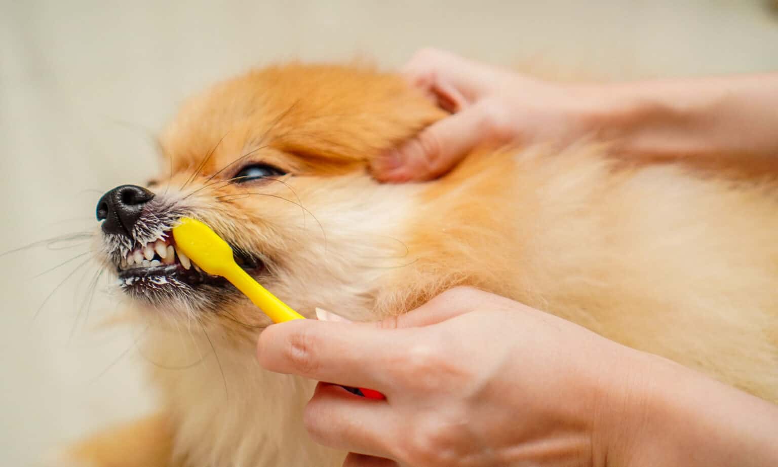 Discover the Best Homemade Dog Toothpaste - A-Z Animals