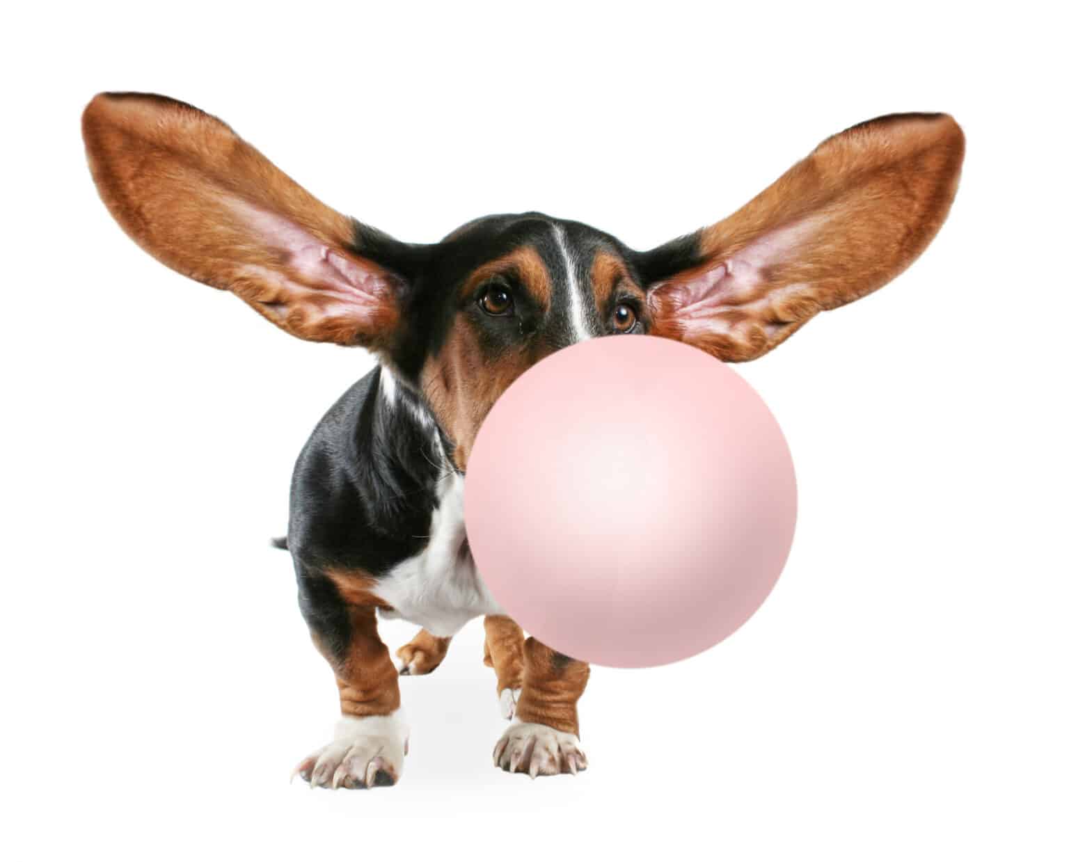 Can Dogs Eat Gum? - A-Z Animals