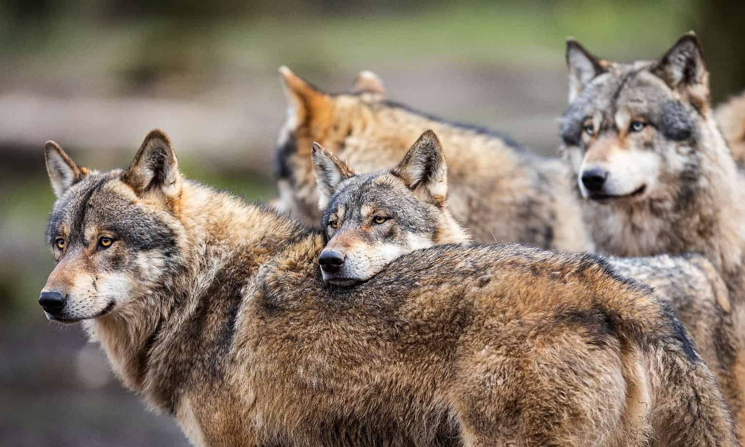 In Plot Twist, Cougars Are Now Hunting Gray Wolves in The United States ...