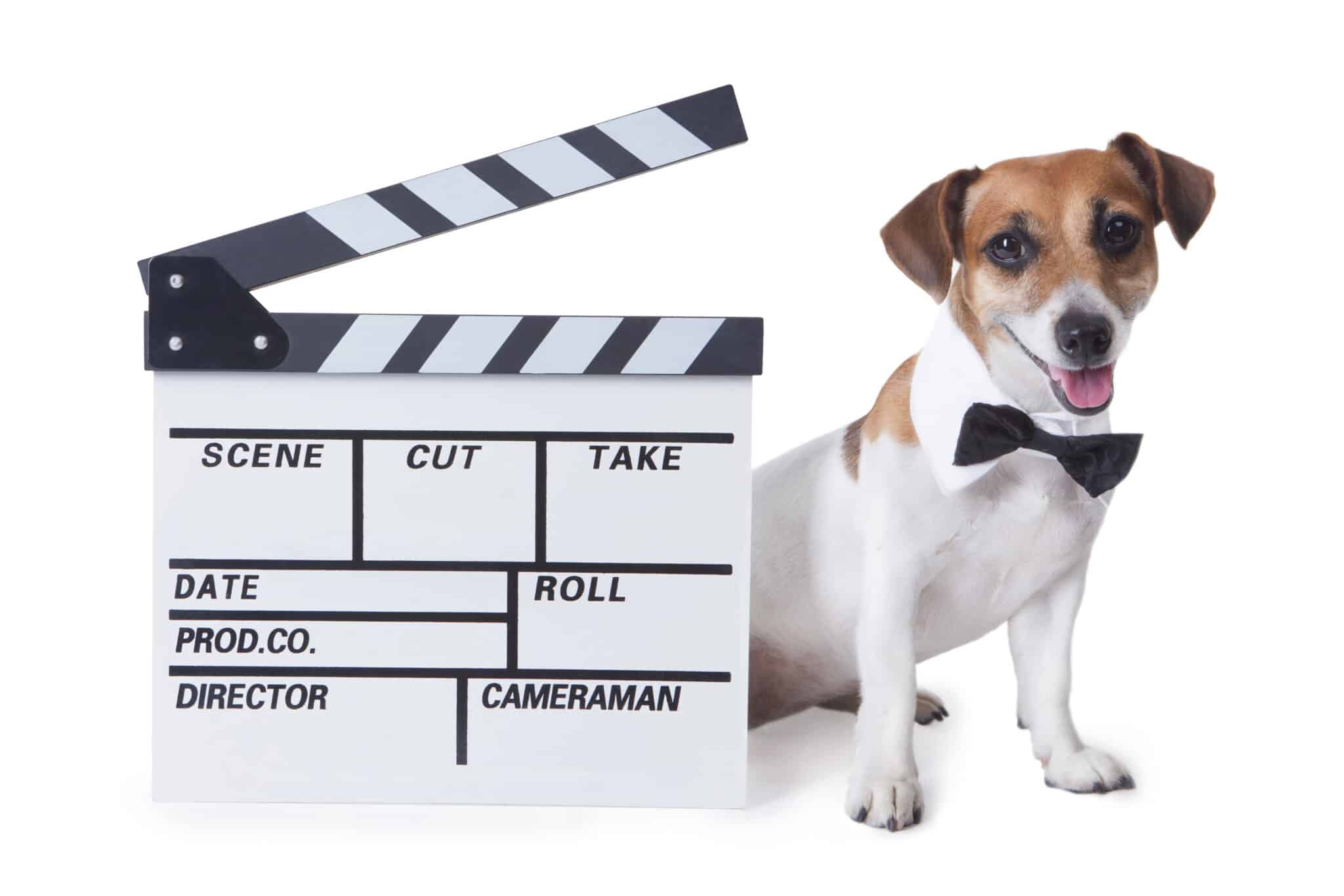 The 8 Most Famous Animal Actors in Hollywood History - A-Z Animals