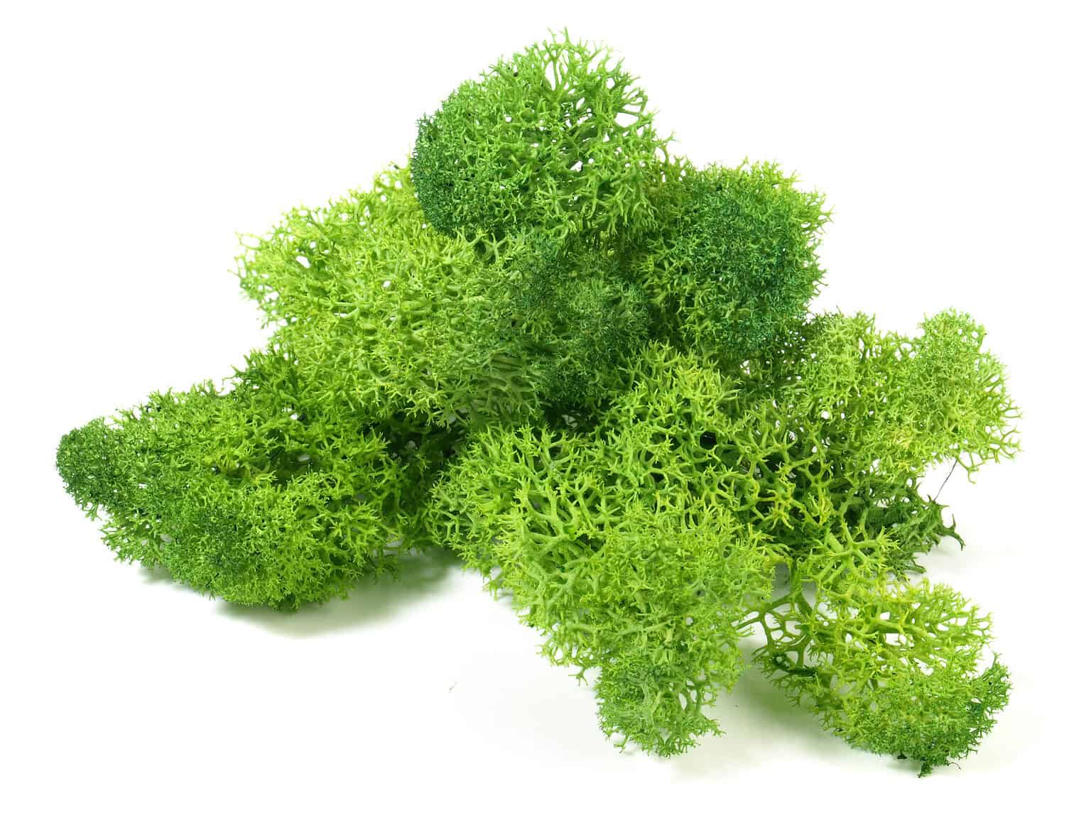 What is Reindeer Moss? - A-Z Animals