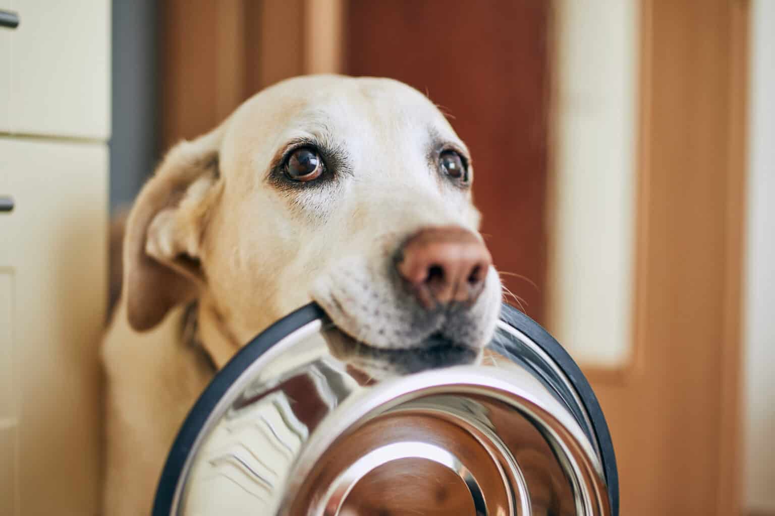 I Always Dreamed of Getting a Labrador Retriever, But These 7 Red Flags ...