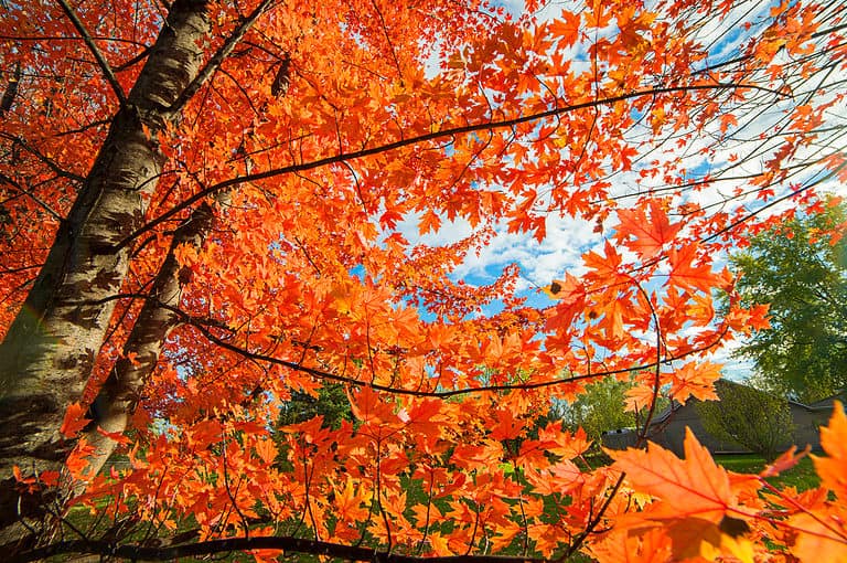 12 Incredible Trees Native To Maryland - A-Z Animals