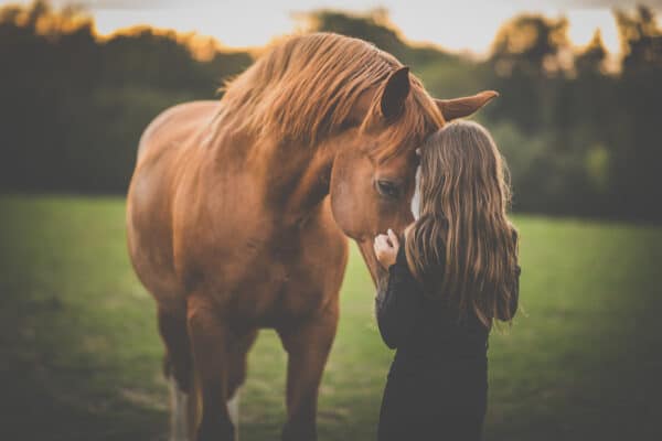 The 10 Most Friendly (Best) Wild Animals in the World - A-Z Animals