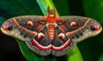 Discover the Giant Fluffy Cecropia Moth of North America - A-Z Animals