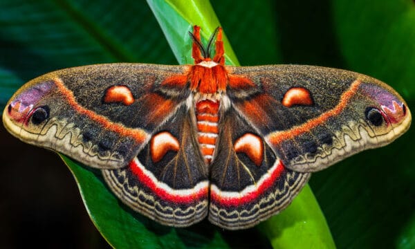 Meet The 10 Cutest Moths In The World - A-Z Animals
